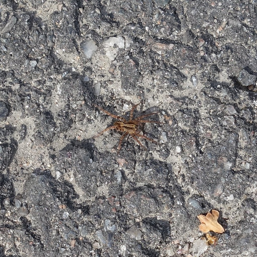 Wolf Spiders from Pihlajisto, Helsinki, Finland on August 09, 2020 by ...