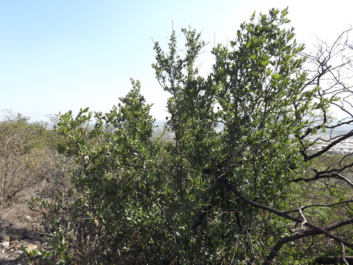 Escarpment Live Oak (Variety Quercus virginiana fusiformis) · iNaturalist