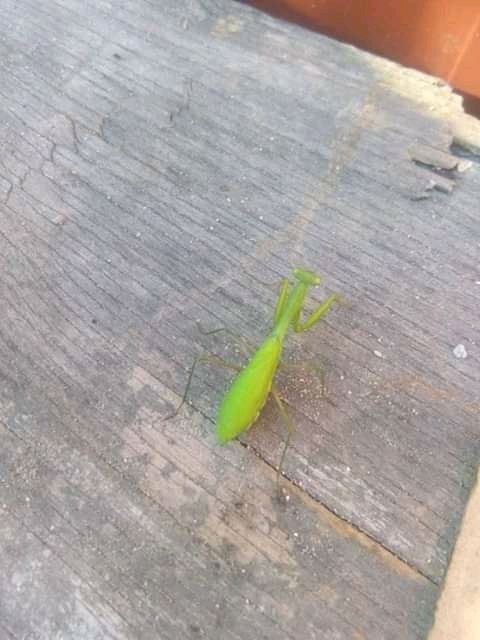 South African Mantis from Browns Farms, Cape Town, 7750, South Africa ...