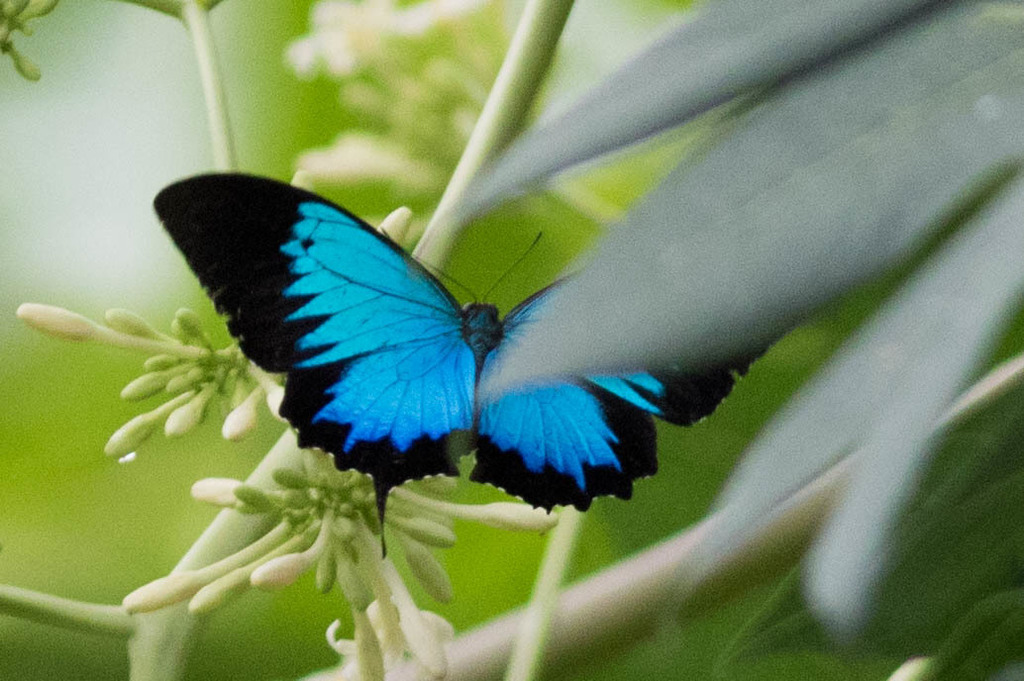 Papilio Ulysses Butterfly