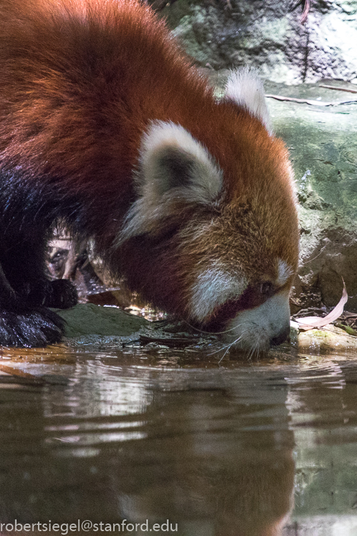 Chinese Red Panda in May 2017 by Robert Siegel · iNaturalist