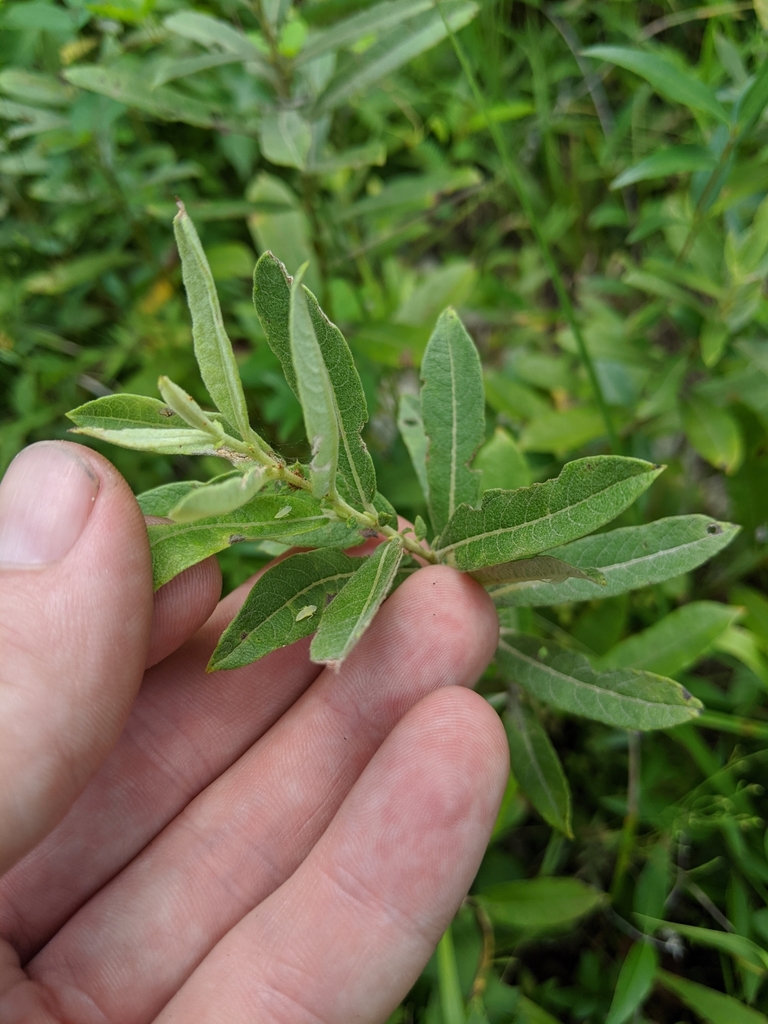 Prairie Willow from Ophir, NC, USA on August 9, 2020 at 04:01 PM by ...