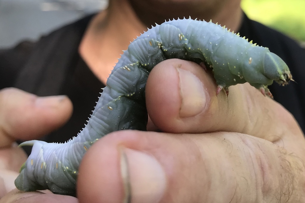 Franck's Sphinx in August 2020 by wbellermann · iNaturalist