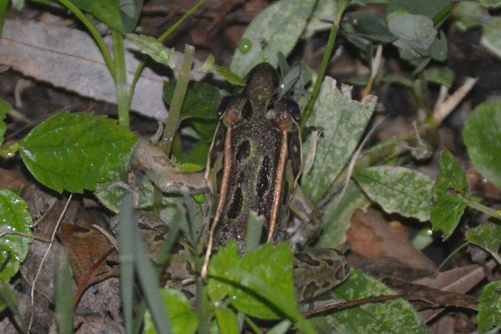 Southern Leopard Frog from Carteret County, NC, USA on August 9, 2020 ...