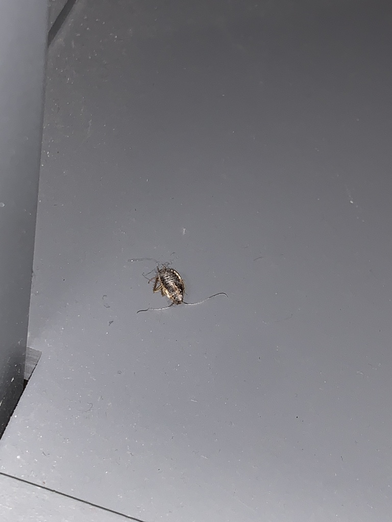 German Cockroach from Long Island, New York, NY, US on August 10, 2020 ...