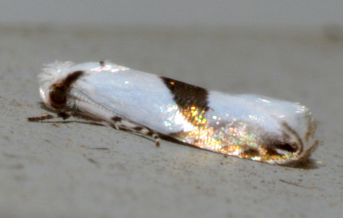 Niphonympha oxydelta · iNaturalist