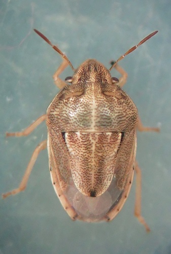 Neottiglossa bifida · iNaturalist Chile