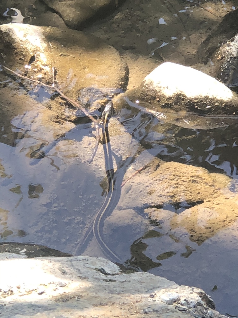 Aquatic Garter Snake from Big Canyon Creek, Middletown, CA, US on ...