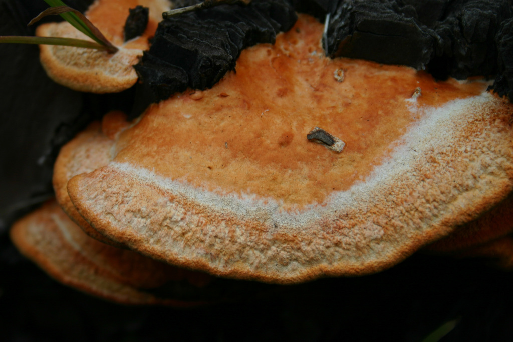 Southern Cinnabar Polypore from Ludlow, West Coast, Australia on ...