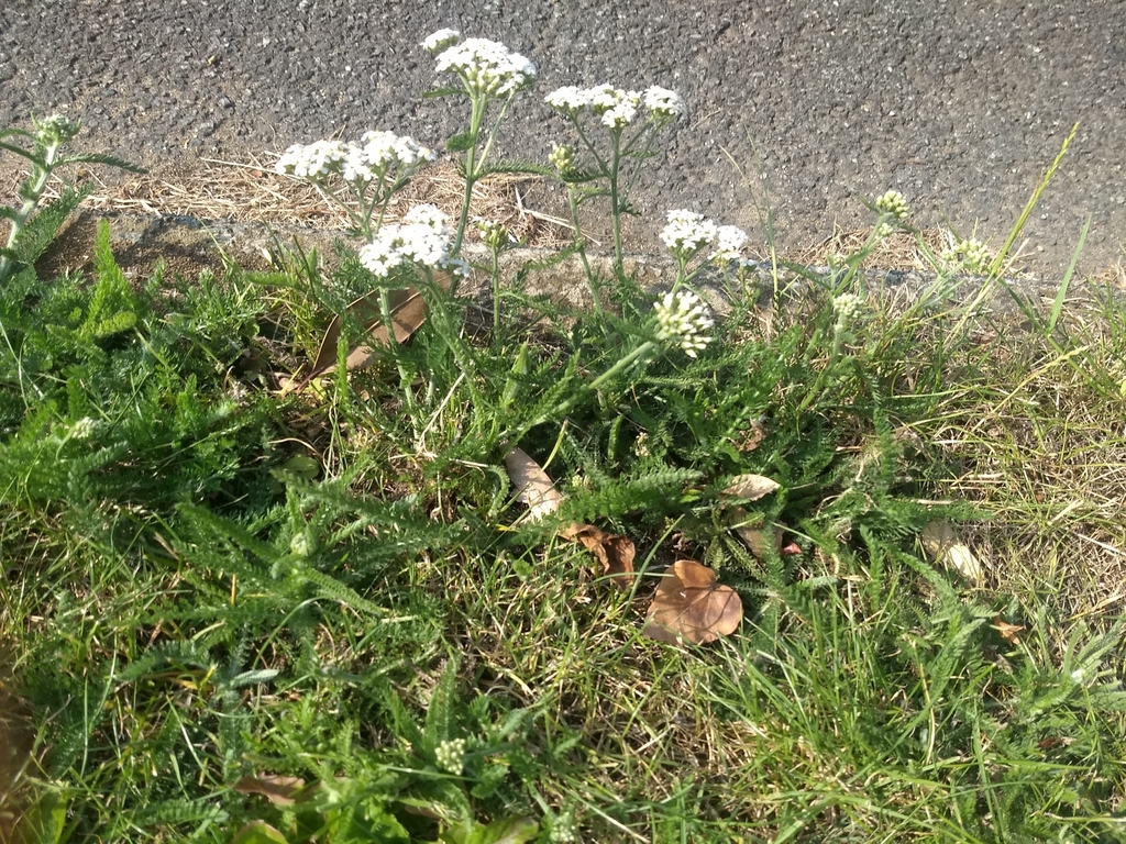 common yarrow from Stony Stratford, Milton Keynes, UK on August 10 ...