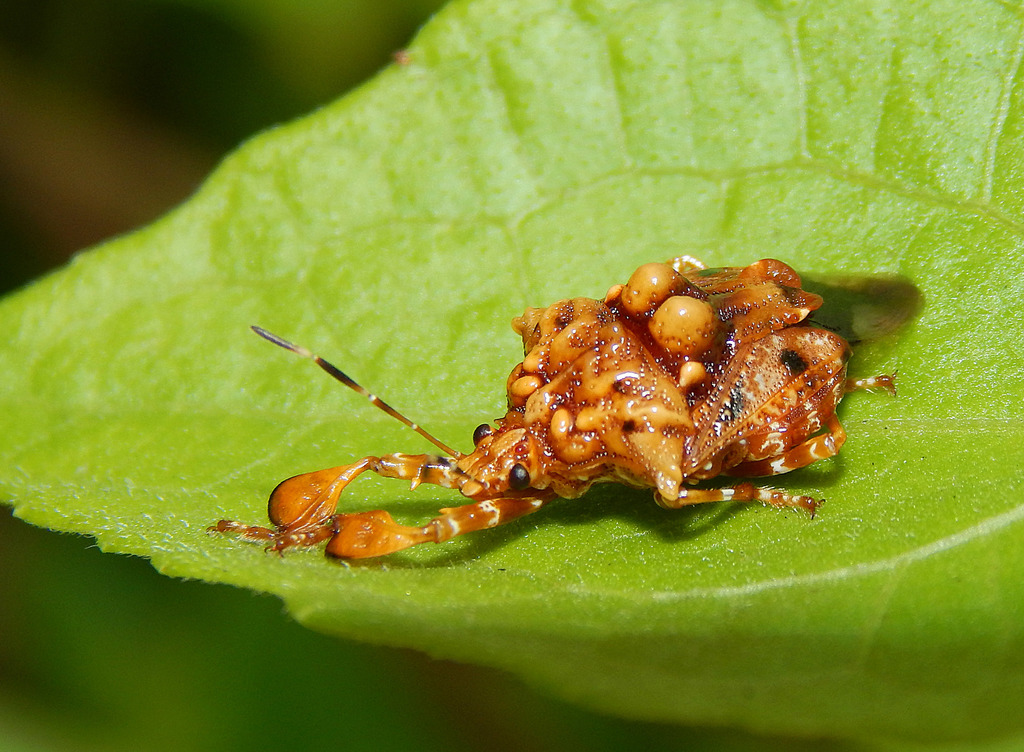 Cazira from Chhaigharia, West Bengal, India on May 17, 2015 at 12:12 PM ...