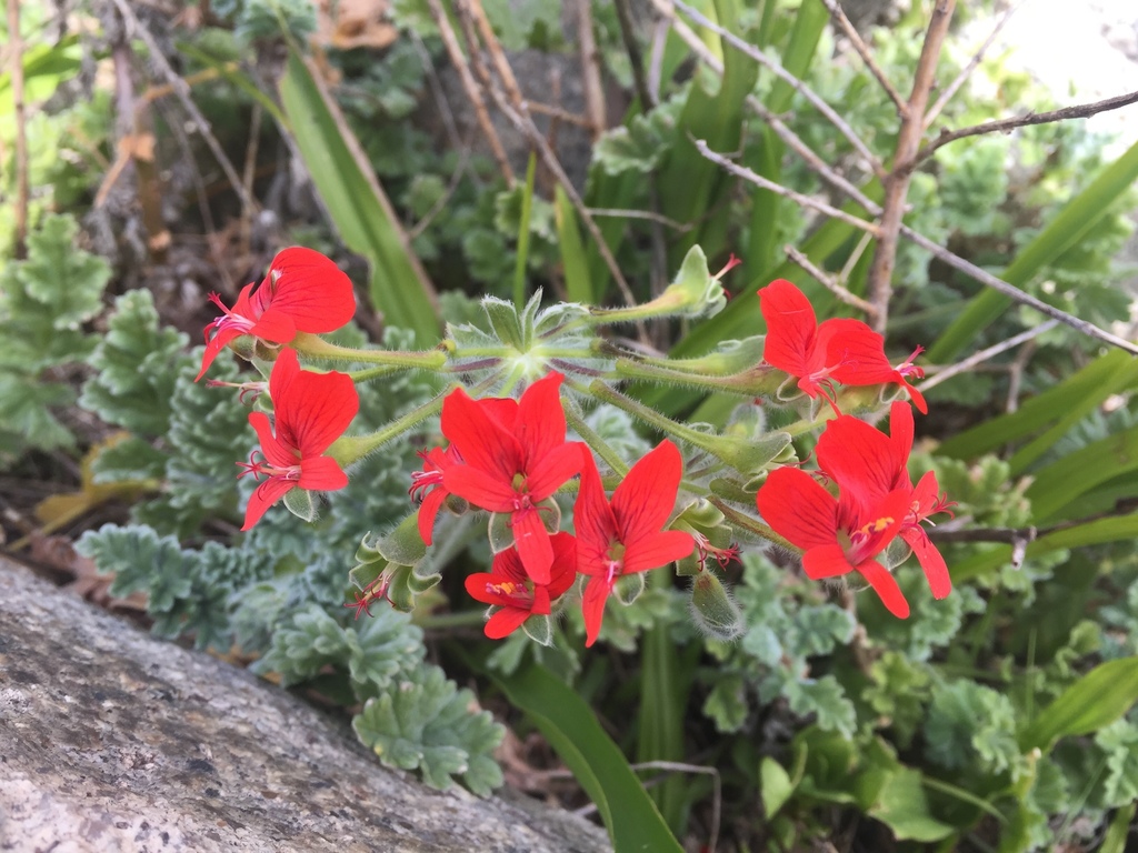 Red Mallow from WC, ZA on August 06, 2020 at 01:34 PM by Cameron Blair ...