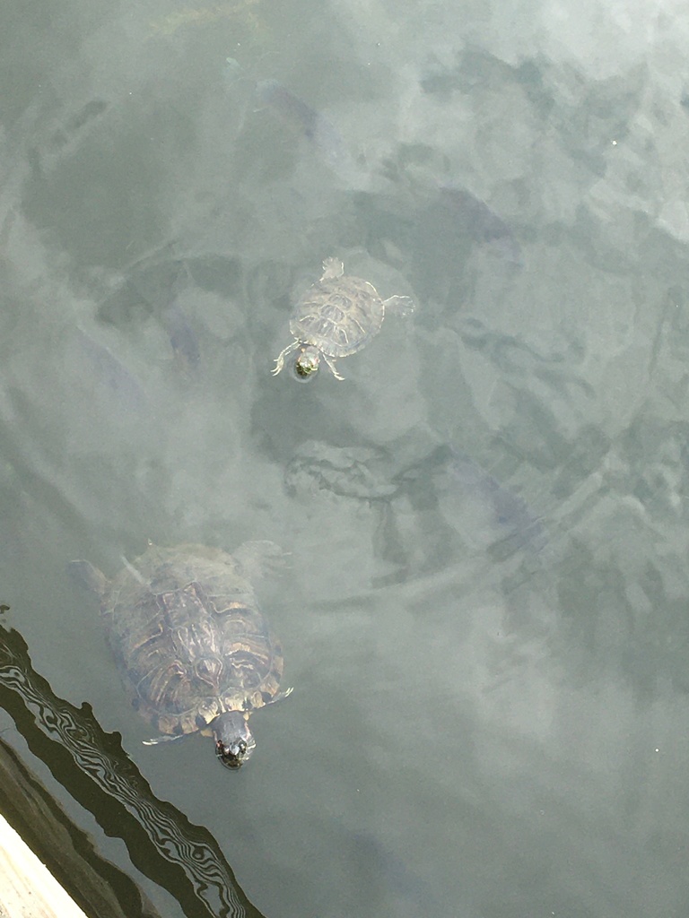 Deirochelyine Turtles from Lincoln Park, Chicago, IL, US on August 10 ...