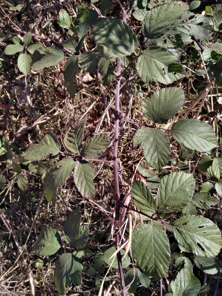 elmleaf blackberry from Rangeview, Krugersdorp, 1739, South Africa on ...