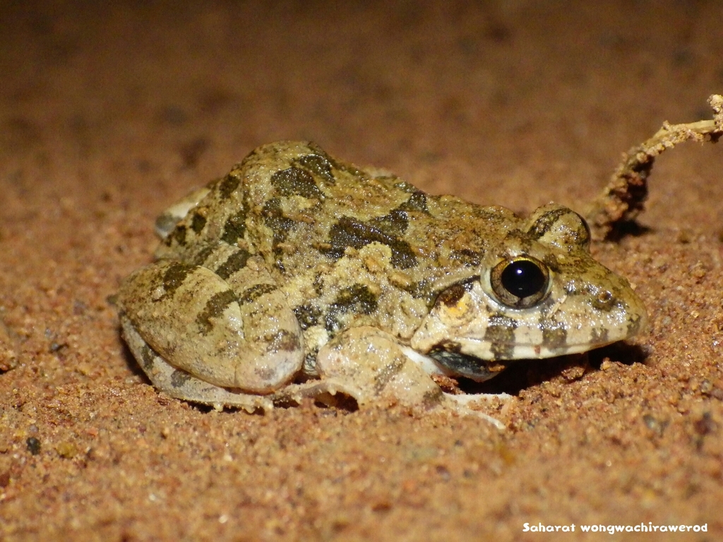 Paddy Field Frog from ตำบล คลองตะเกรา อำเภอท่าตะเกียบ ฉะเชิงเทรา 24160 ...