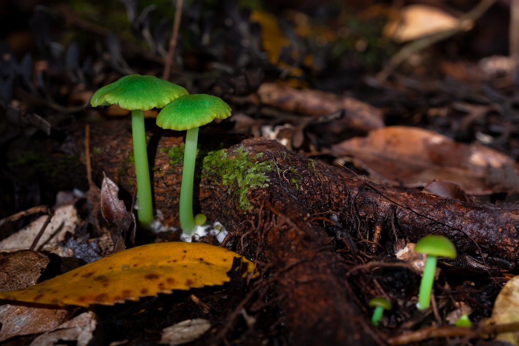 Entoloma necopinatum in April 2020 by Niccolo Cantarutti · iNaturalist