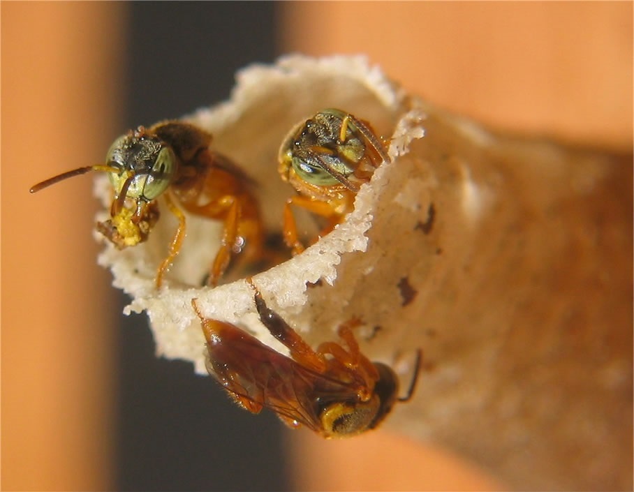 Narrow Stingless Bee from Brazil on December 23, 2019 at 06:23 PM by ...