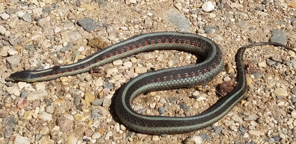 Common Garter Snake from Lyons Township, MN, USA on August 10, 2020 at ...