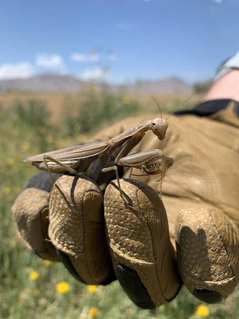 European Mantis from Yerington, NV, US on August 10, 2020 at 12:43 PM ...