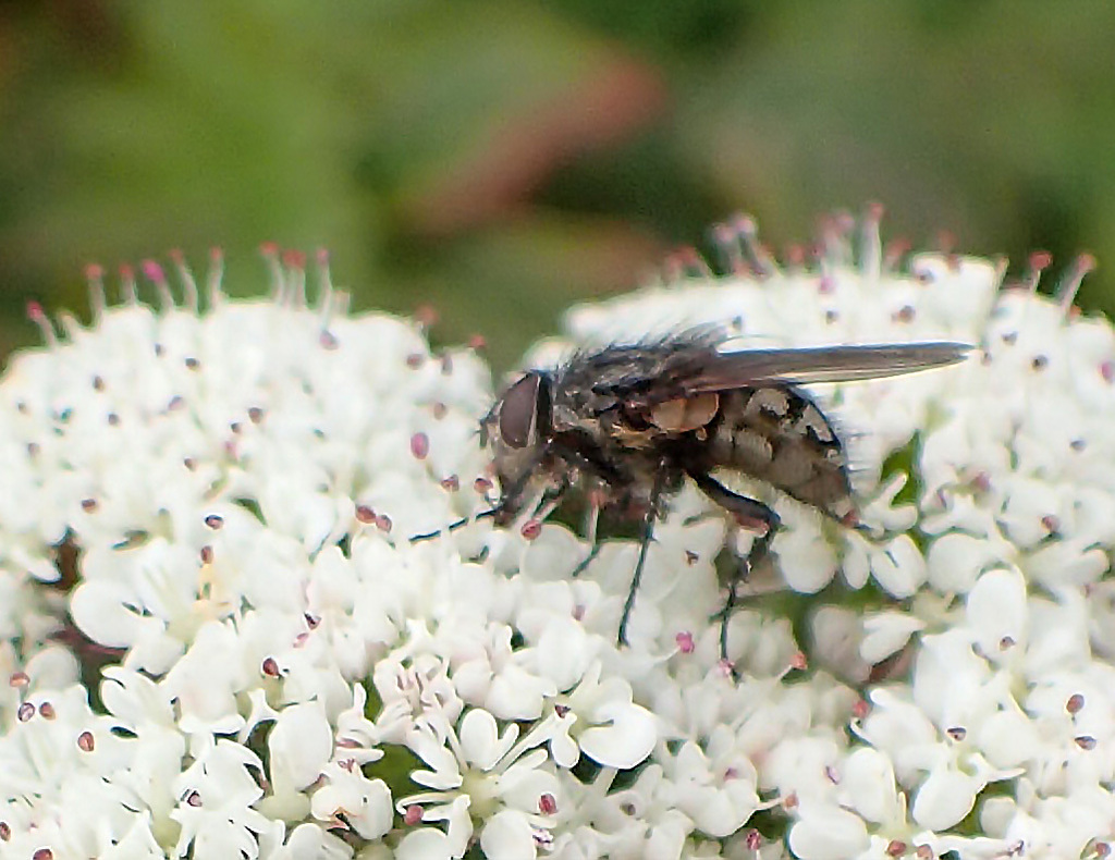 Calyptrate Flies from Marin County, CA, USA on July 8, 2017 at 10:48 AM ...