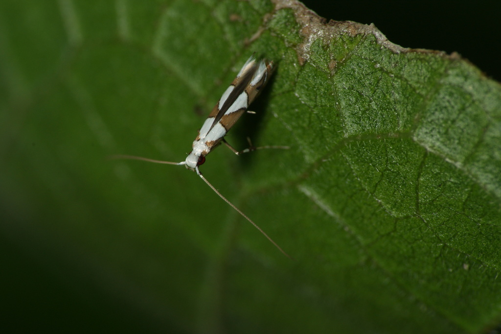 Acrocercopinae from Emerald Point on September 17, 2008 at 01:59 AM by ...