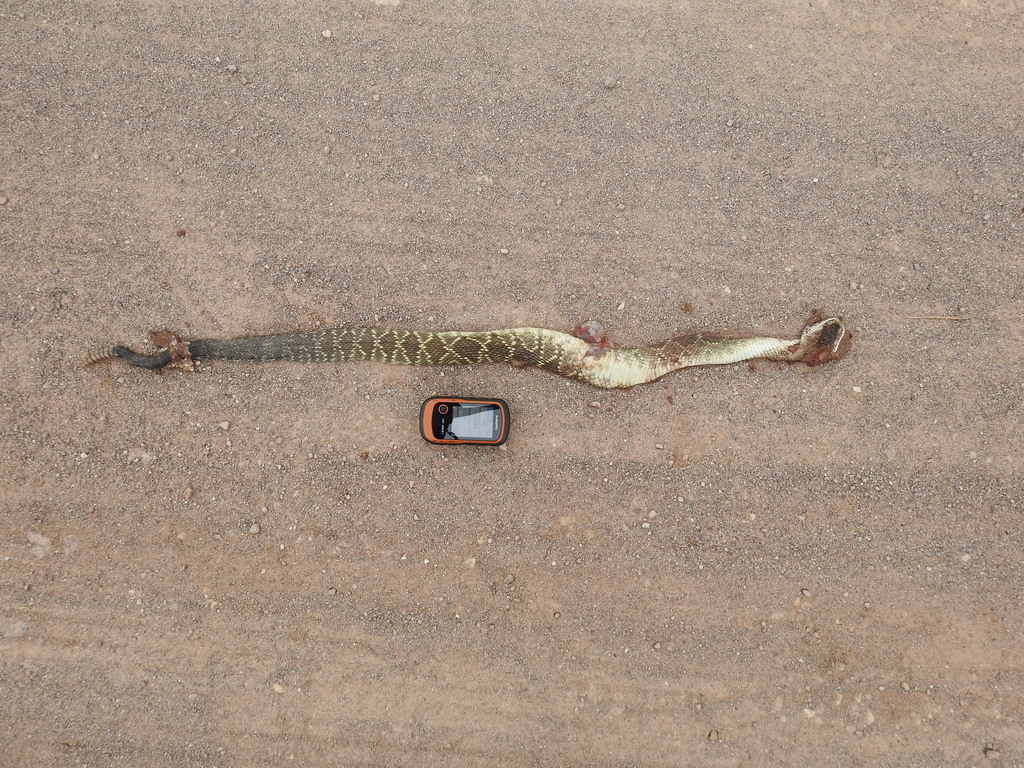 Mexican Black-tailed Rattlesnake from San Luis de la Paz, Gto., México ...