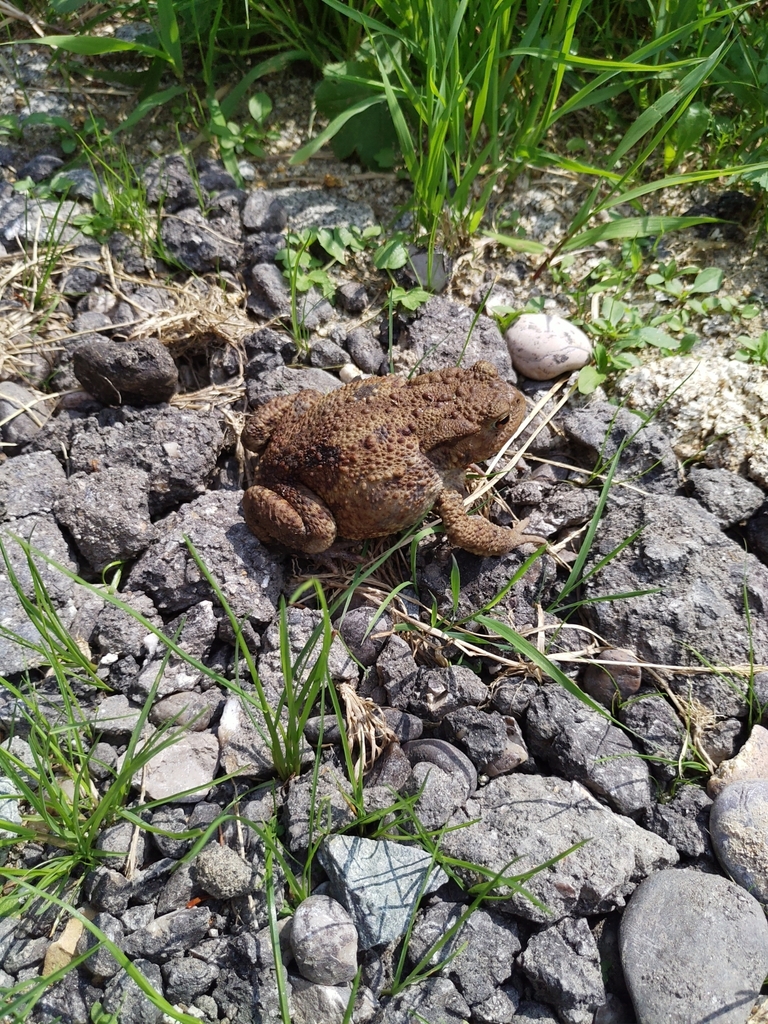 European Toad from Sandl, 4251, Rakousko on August 11, 2020 at 02:34 PM ...