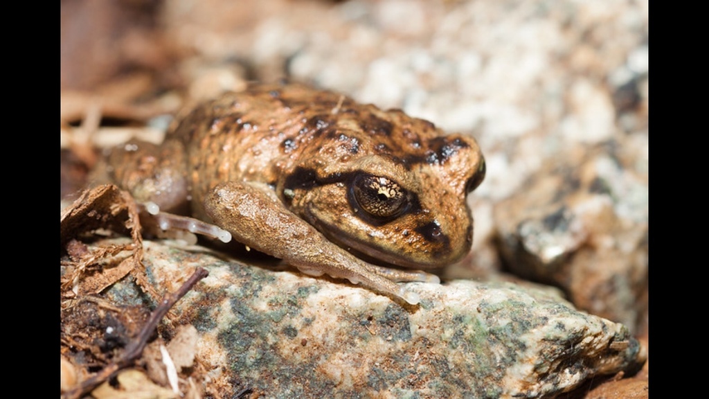 Olive Spiny-chest Frog in August 2020 by Niccolo Cantarutti · iNaturalist
