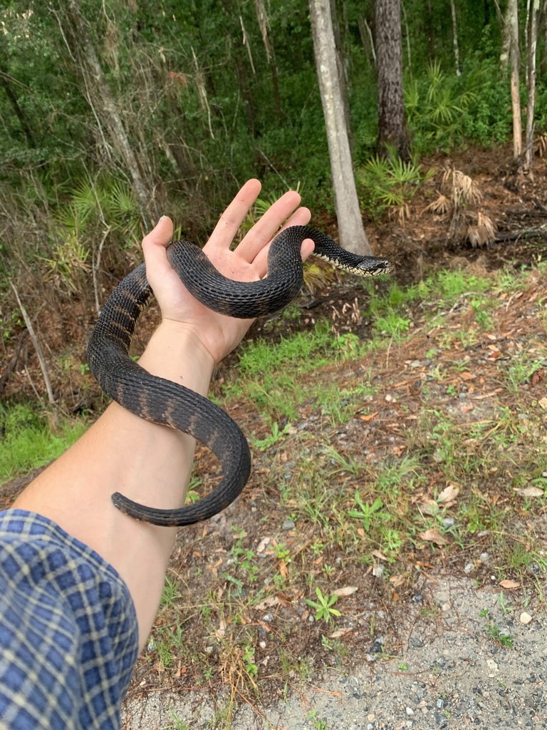 Southern Banded Watersnake from Valdosta, GA, US on May 21, 2020 at 07: ...
