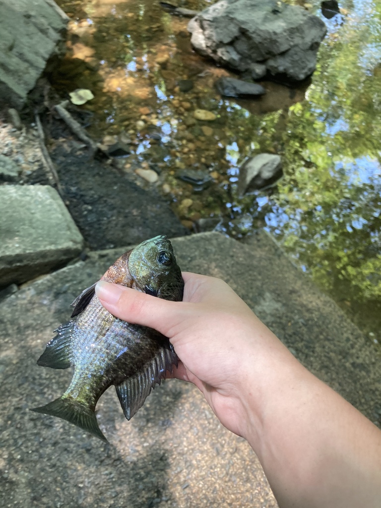 Bluegill from Forest Hill Park, Richmond, VA, US on August 11, 2020 at ...
