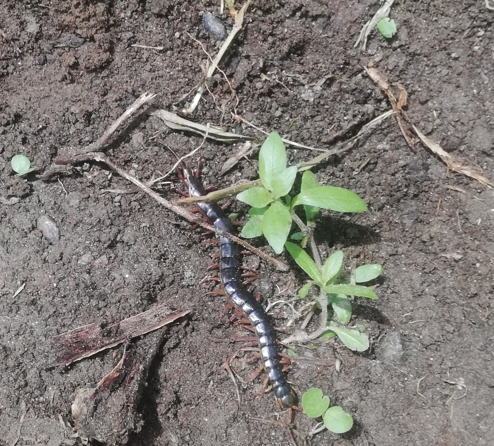 Scolopendrid Centipedes from Gormur P.G.R, Assam, India on August 12 ...