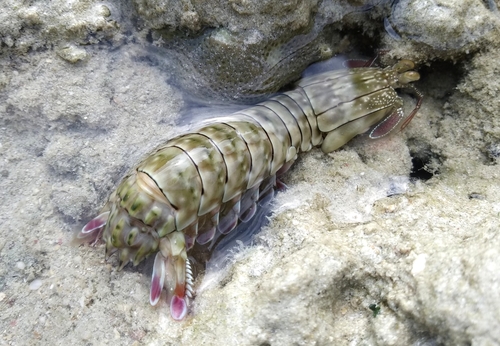 Chiragra Mantis Shrimp (Gonodactylus chiragra) · iNaturalist United Kingdom