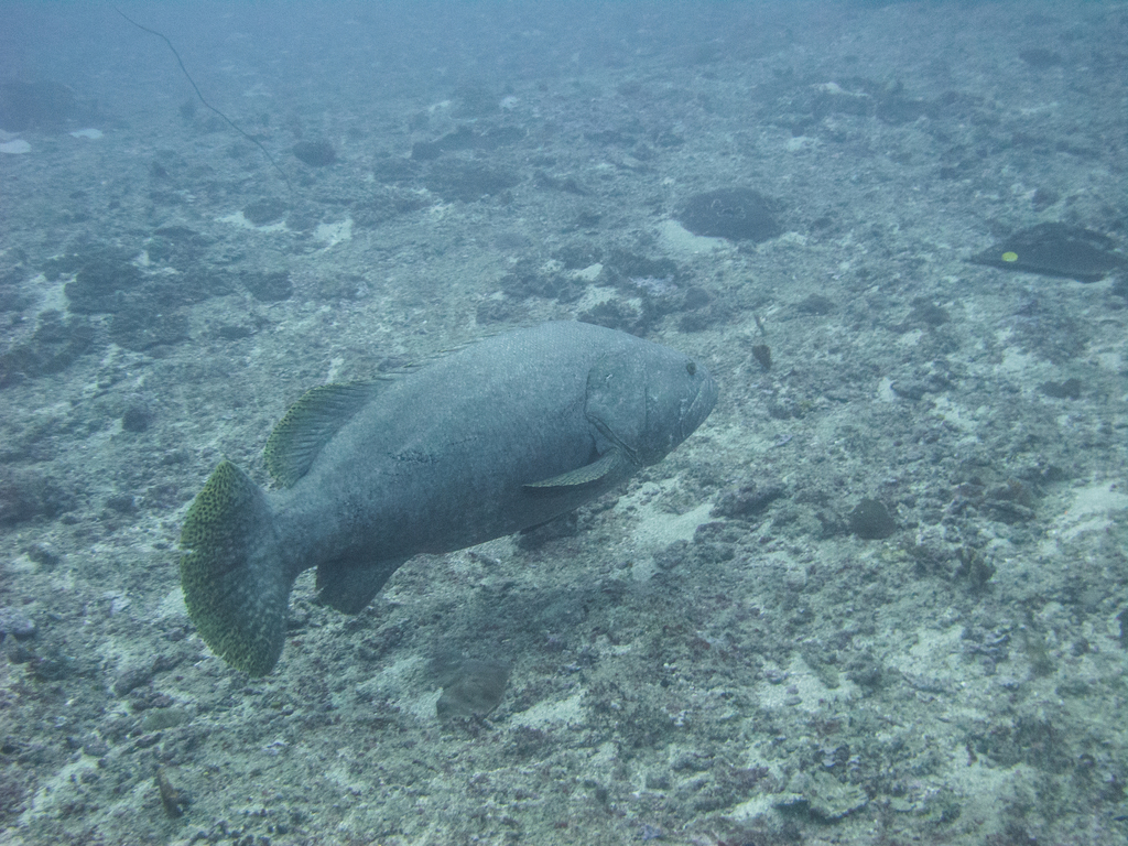 Giant Grouper from Chole Bay, Tanzania on June 27, 2012 at 08:00 AM by ...