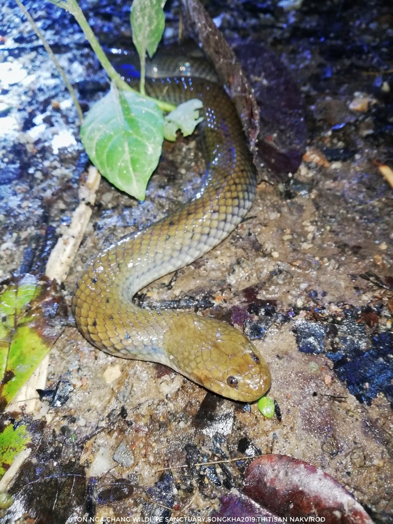Rice Paddy Snake from ตำบล ปาดังเบซาร์ อำเภอสะเดา สงขลา ประเทศไทย on ...