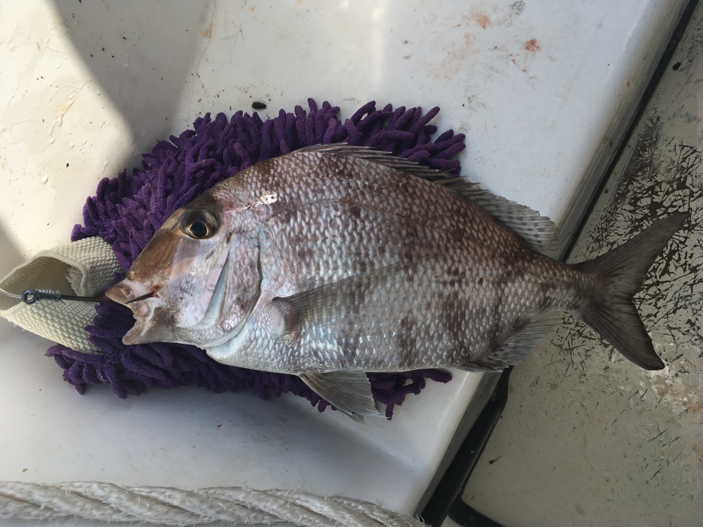 Whitebone porgy in July 2017 by Johnny Wilson · iNaturalist