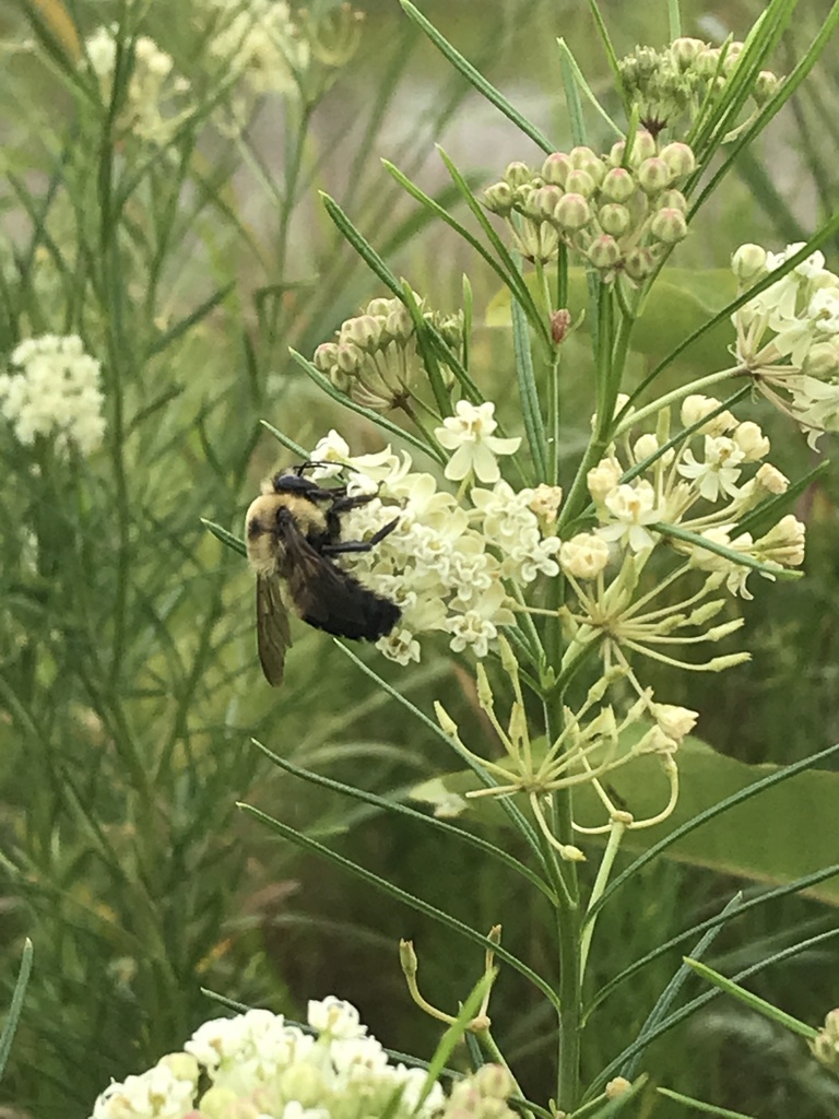 Brown-belted Bumble Bee from N Brookside Blvd, McCordsville, IN, US on ...