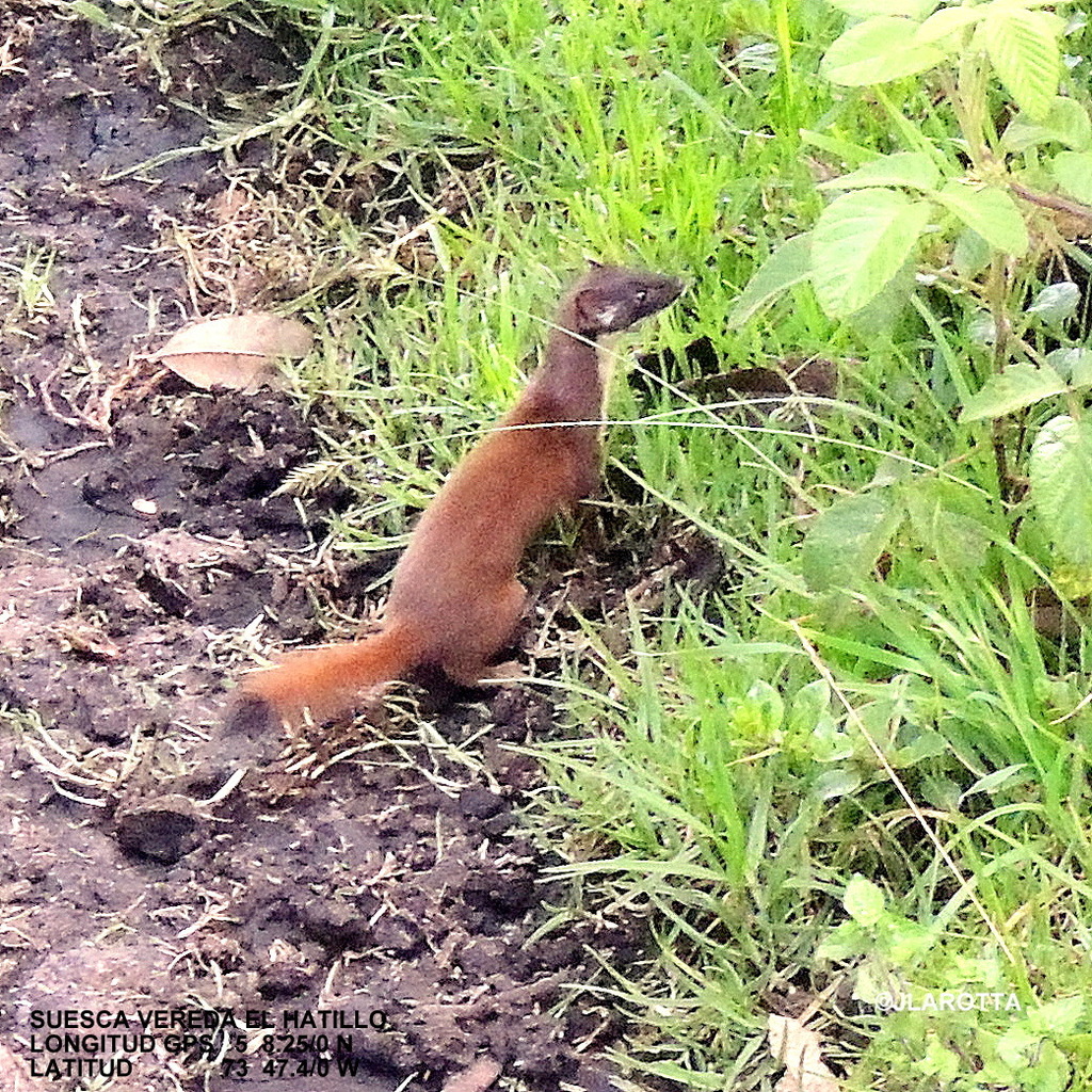 Long-tailed Weasel from Suesca, Cundinamarca, Colombia on May 26, 2017 ...