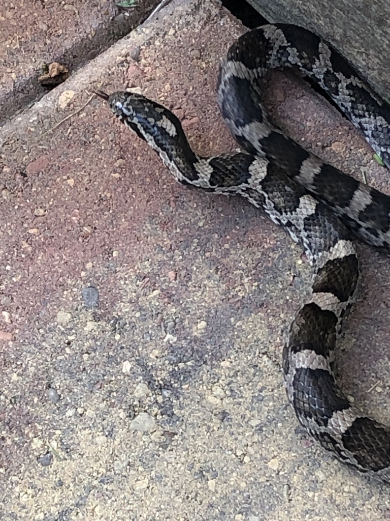 Eastern Milksnake from Moon Valley Dr, Green Bay, WI, US on August 12 ...