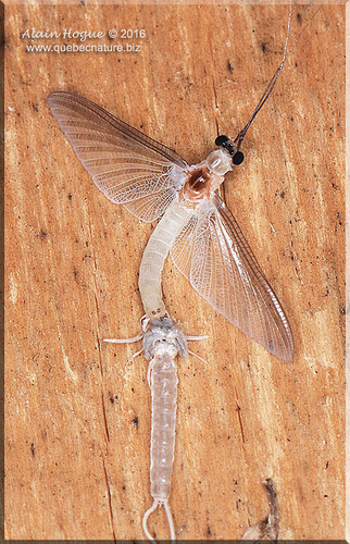 Pale Burrowers (Polymitarcyidae)