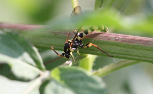 Subespecies Metopius rufus browni · iNaturalist Mexico