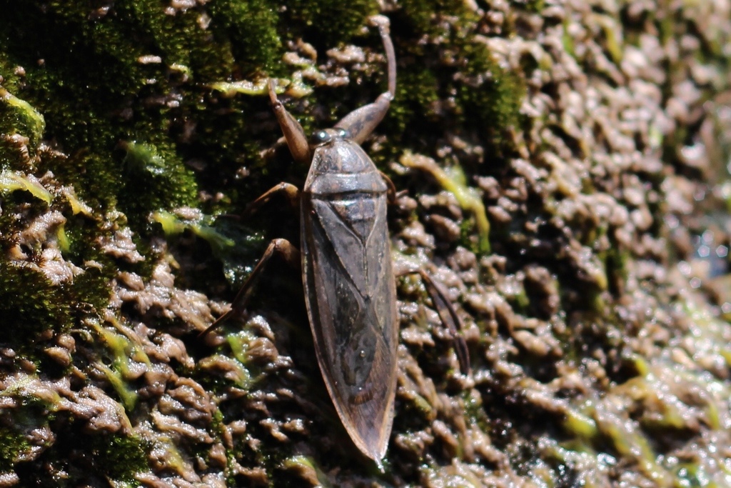 African Giant Water Bug from Avenue du lac, Goma, South Kivu, CD on ...