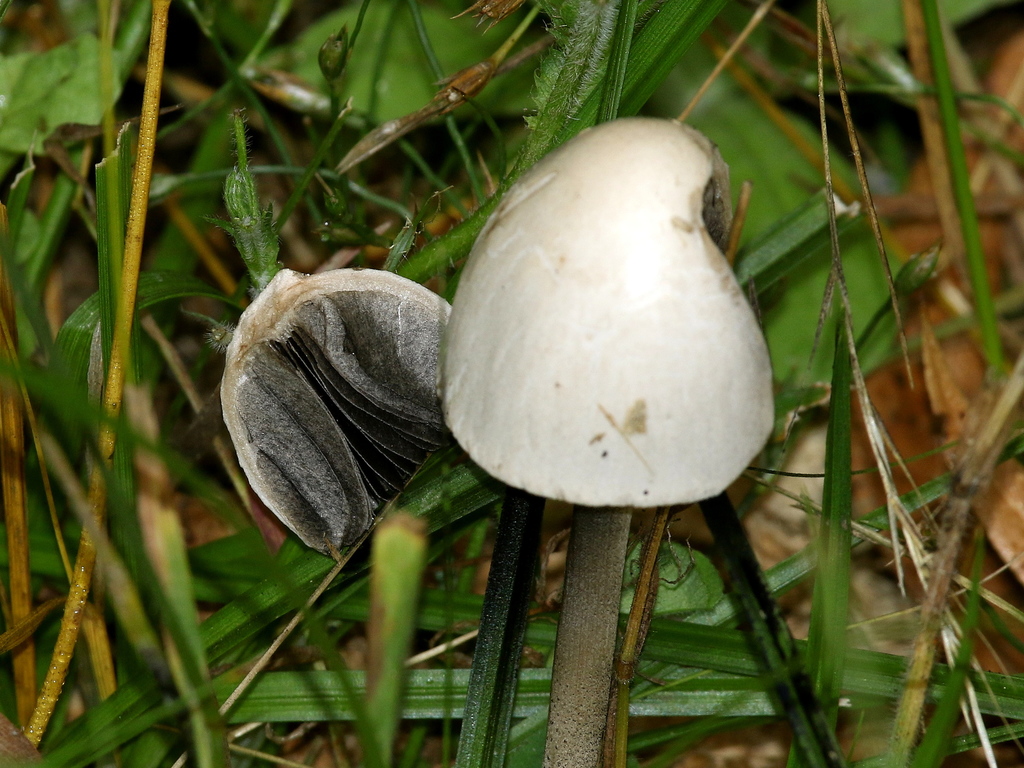 Agaricus pampeanus from Pine Valley, California, United States on July ...