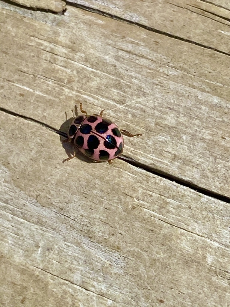 Cream-spotted Ladybird from Edmonton Valley Zoo, Edmonton, AB, CA on ...