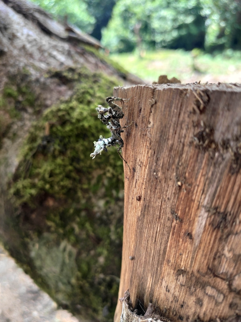 Pseudacanthops from Coroico, Bolivia on July 08, 2020 at 11:54 AM by ...