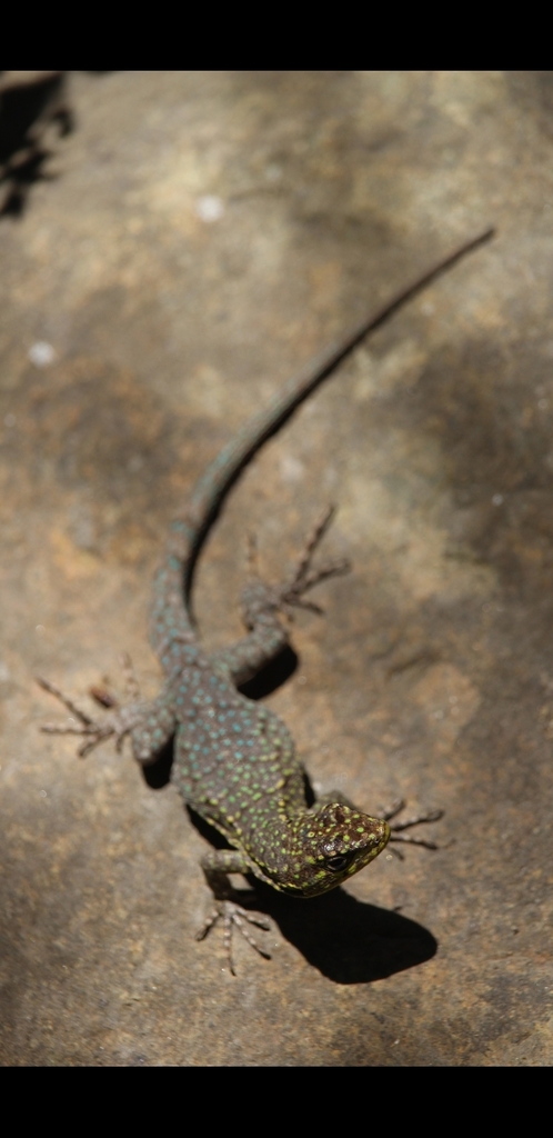 Blue-Green Smooth-throated Lizard from Olmué, Valparaíso, Chile on ...