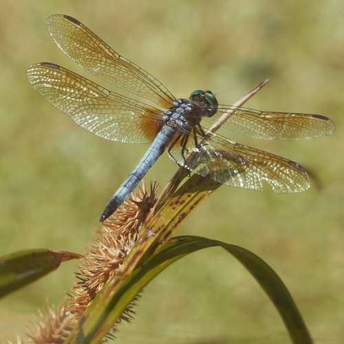 Lucas Check List · iNaturalist