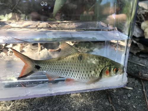 Javaen Barb (Systomus rubripinnis) · iNaturalist