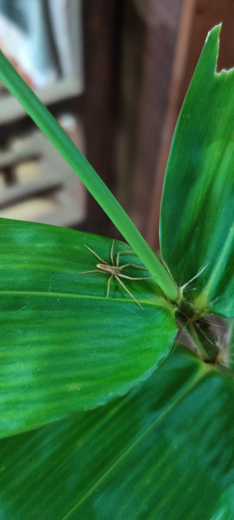 Oblong Running Spider from Sangirde, Maharashtra 416520, India on ...