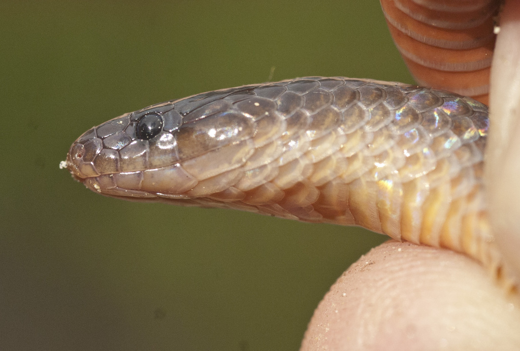 Yellowbelly Worm-eating Snake from Dhampus 33700, Nepal on September 26 ...