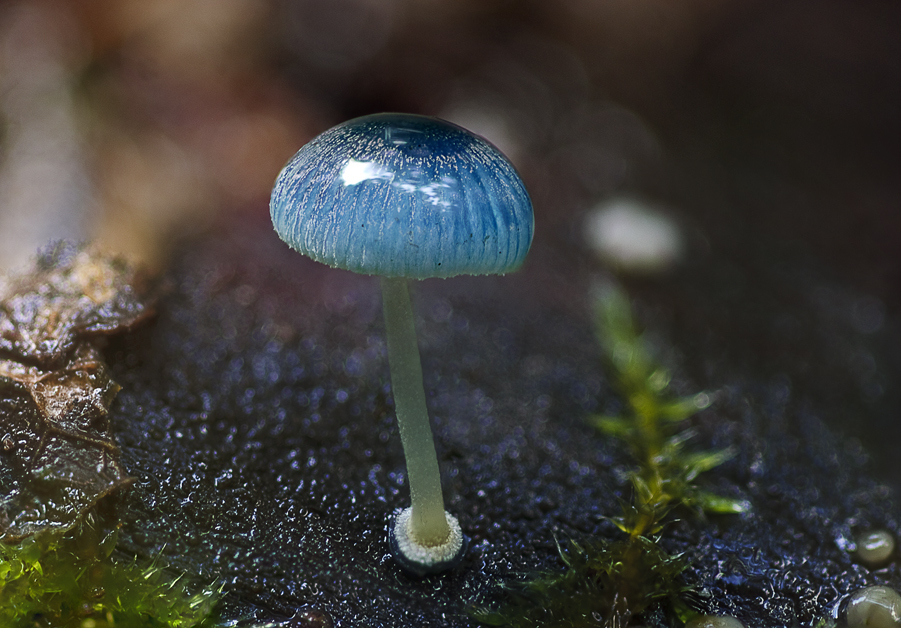 Pixie's Parasol in May 2016 by Heather Elson · iNaturalist